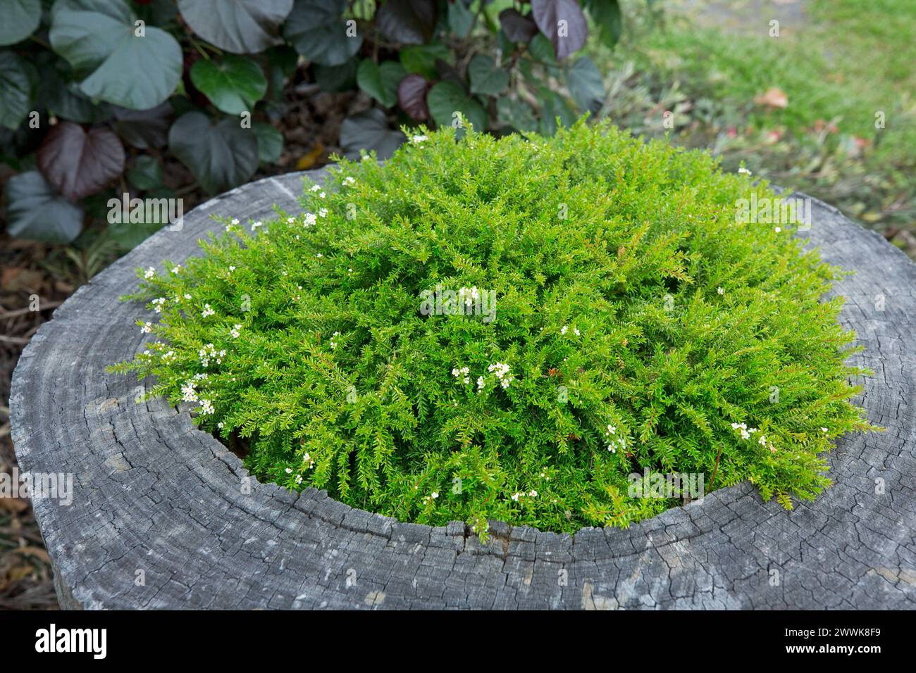 Baeckea virgata, miniature form of this Australian native shrub growing ...