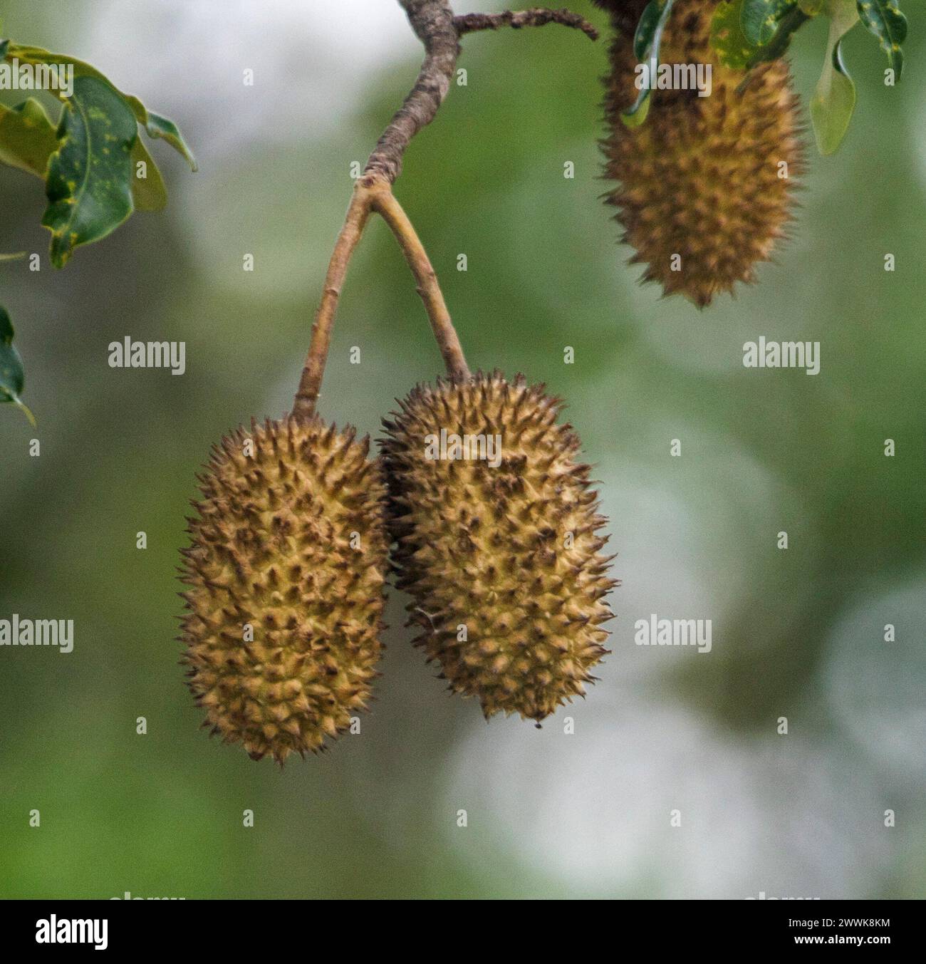 Australian native seed pod hi-res stock photography and images - Alamy