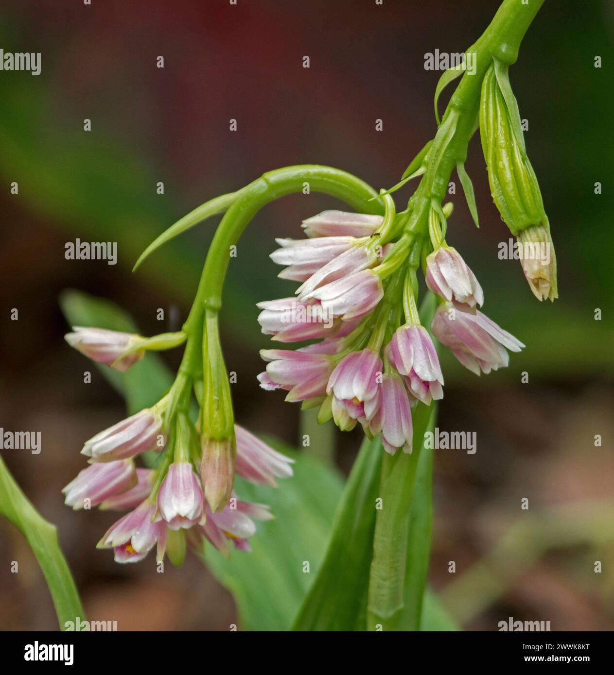 Clusters of pale pink flowers and green leaves of Nodding Orchid ...