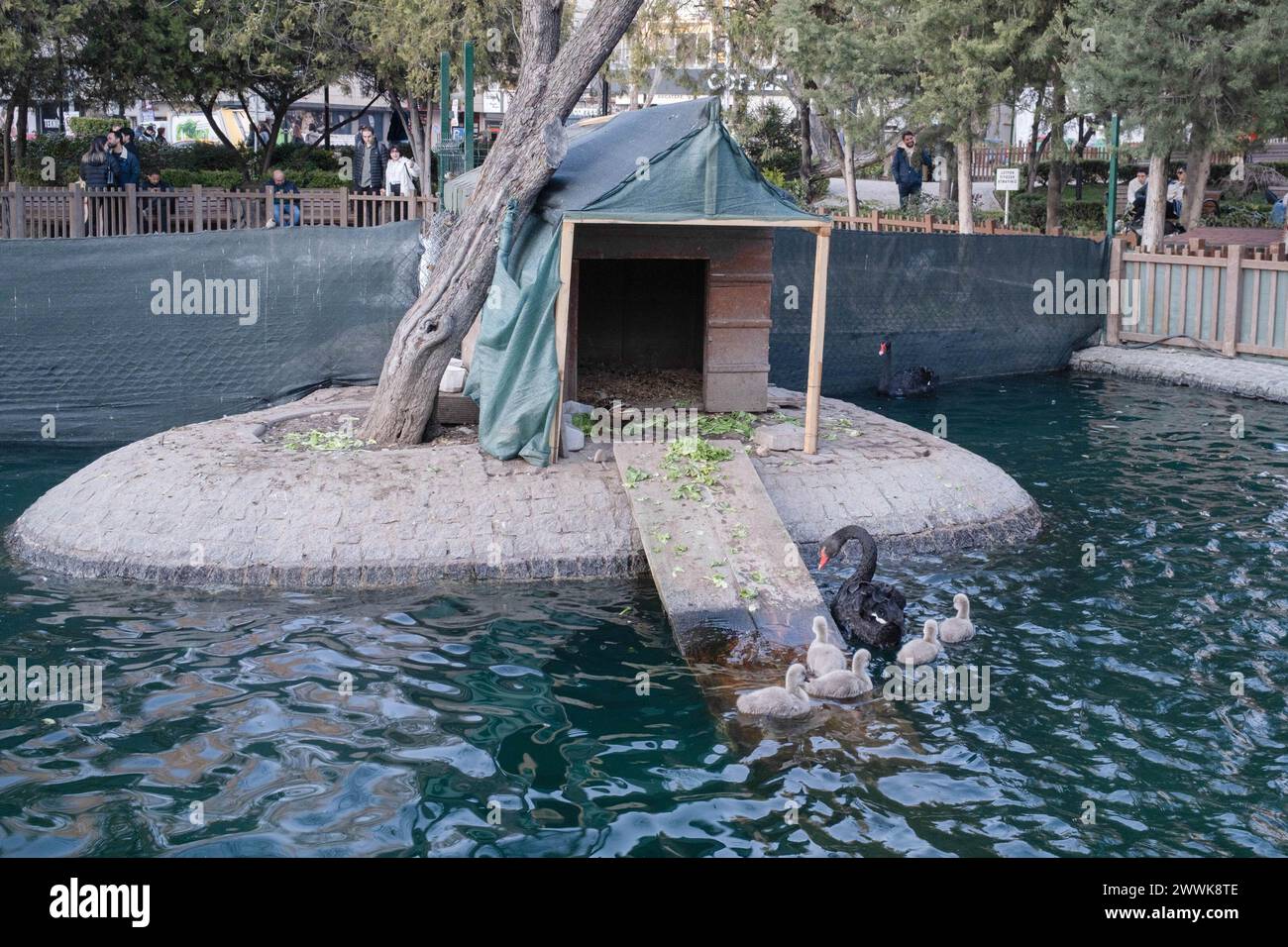 Ankara, Turkey. 24th Mar, 2024. Newborn swans try to enter the nest ...