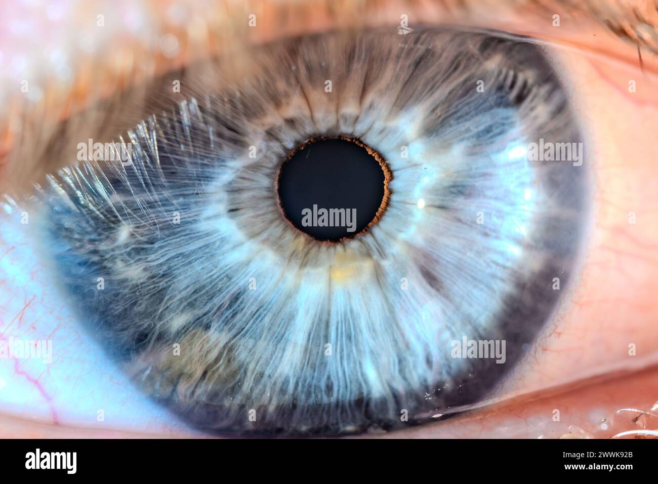 Description: Male Blue Colored Eye With Long Lashes Close Up ...