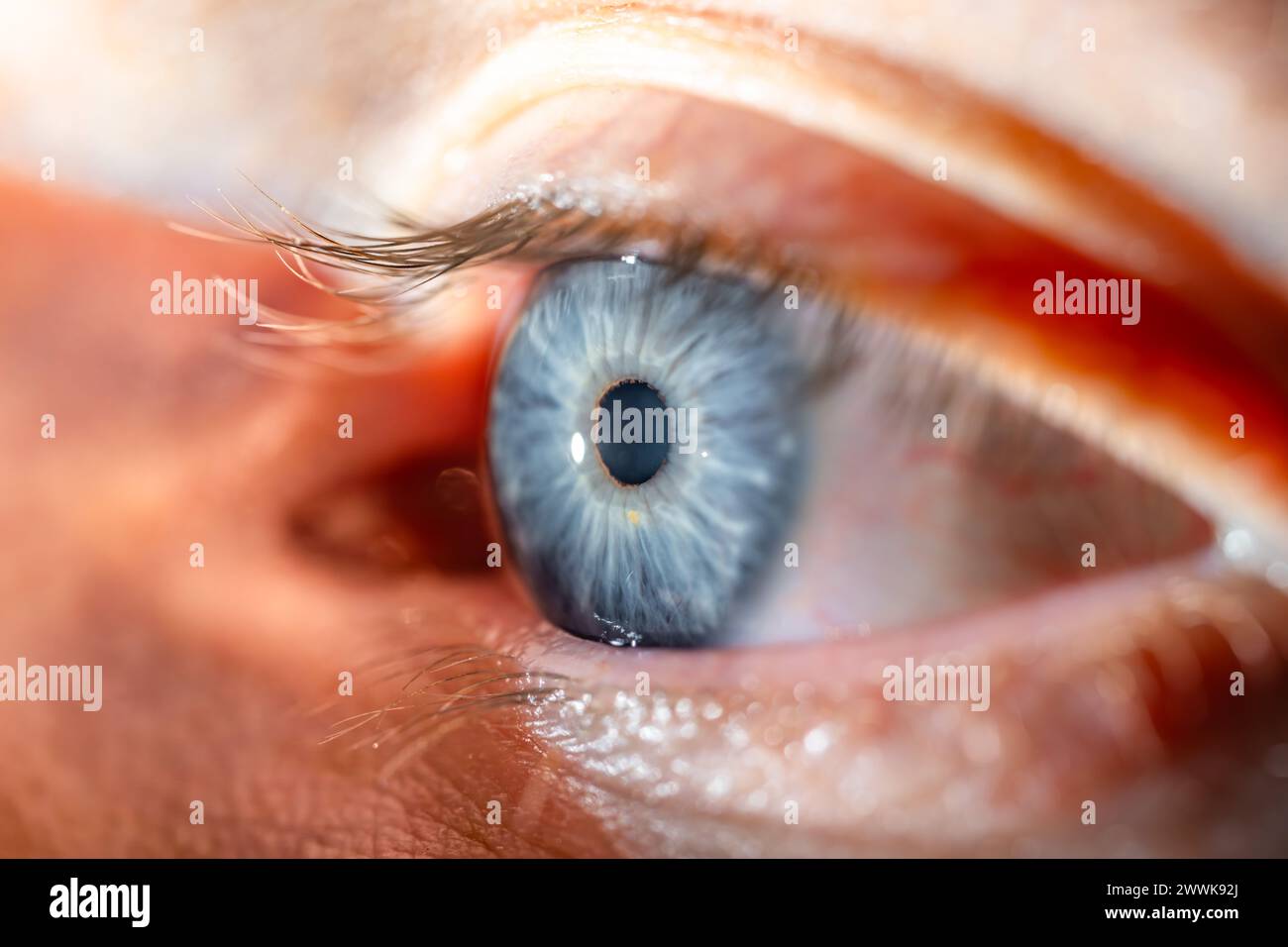 Description: Male Blue Colored Eye With Long Lashes Close Up ...