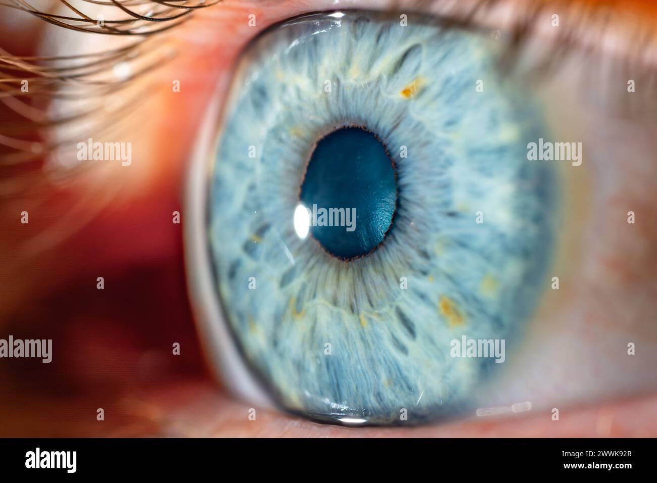 Description: Male Blue Colored Eye With Long Lashes Close Up ...