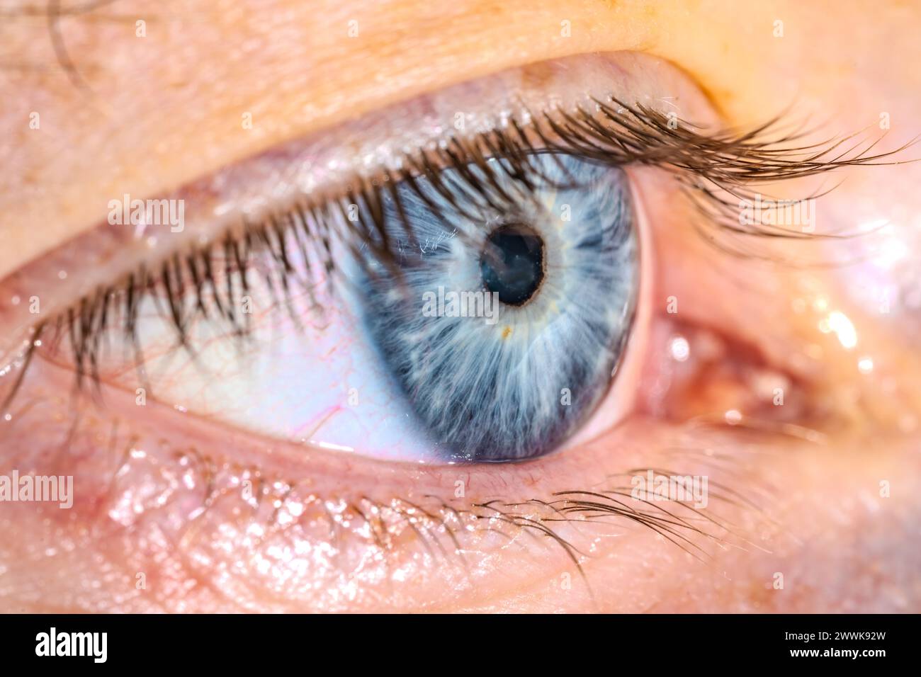 Description: Male Blue Colored Eye With Long Lashes Close Up ...