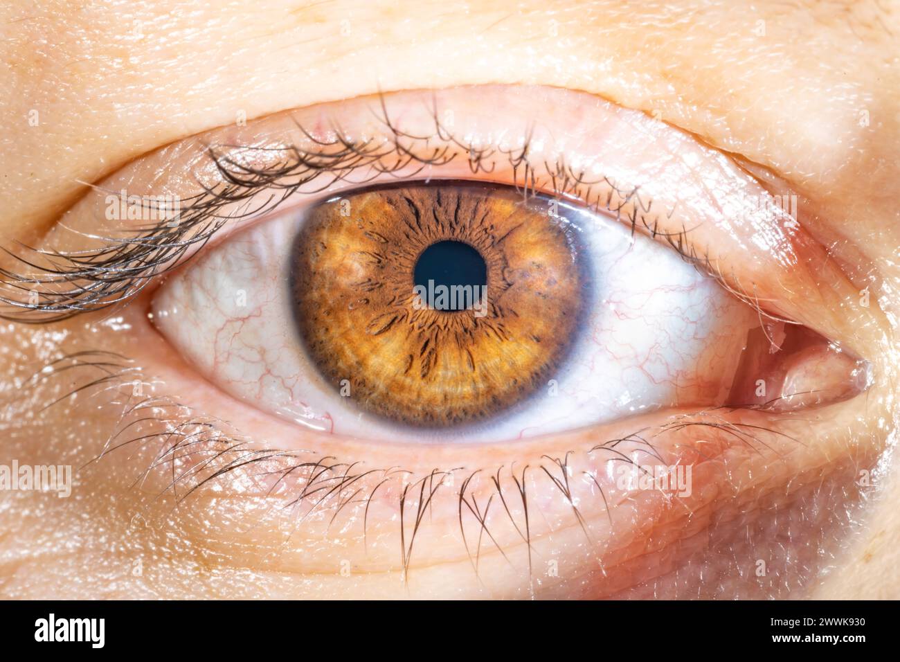 Description: Female Brown Colored Eye With Long Lashes Close Up ...