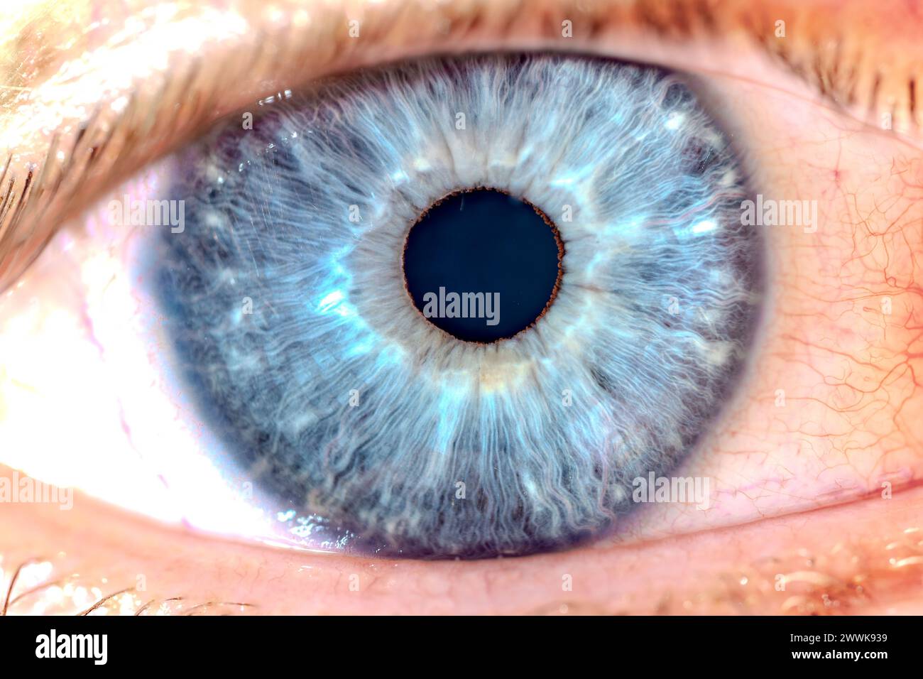 Description: Male Blue Colored Eye With Long Lashes Close Up ...