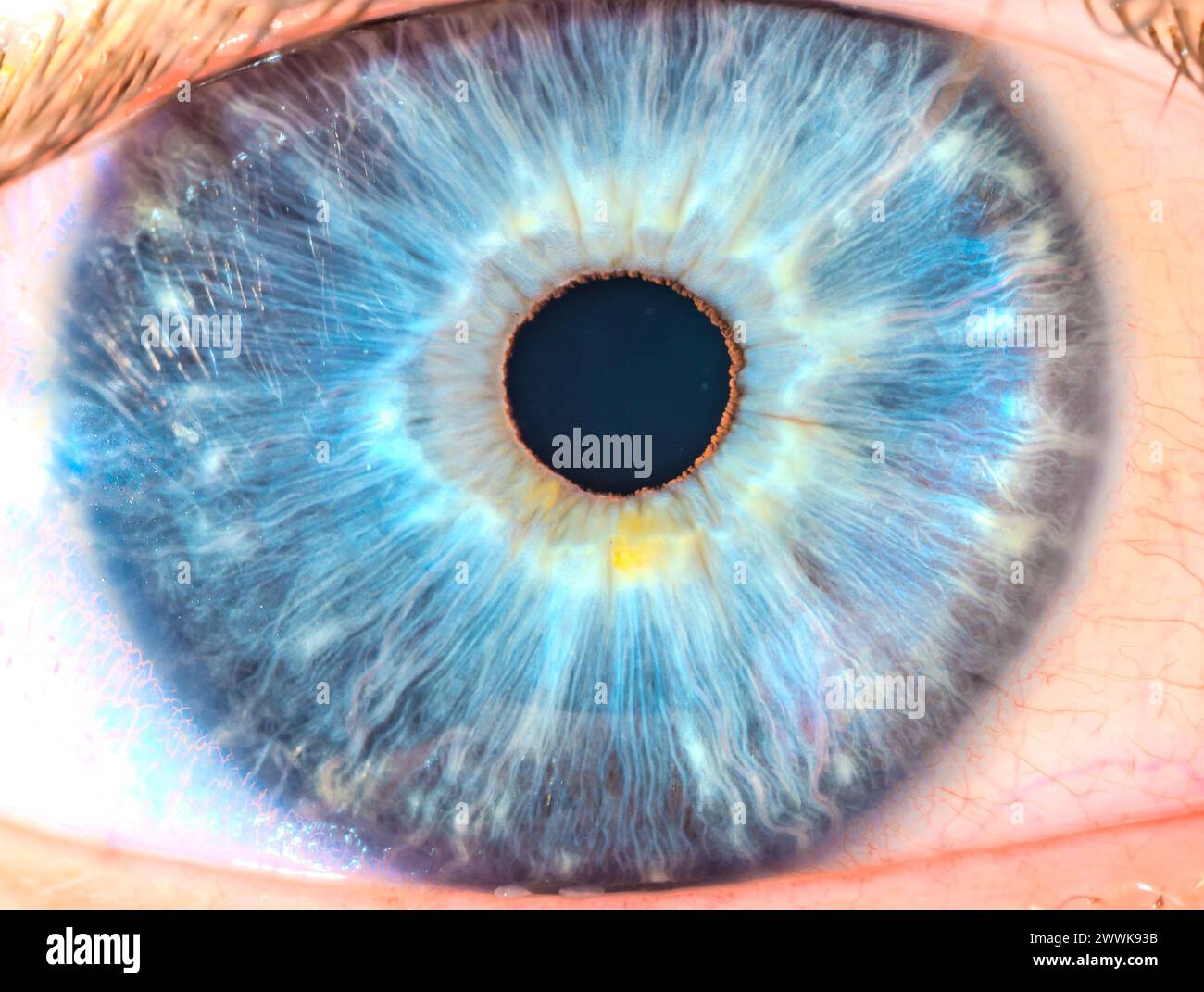 Description: Male Blue Colored Eye With Long Lashes Close Up ...