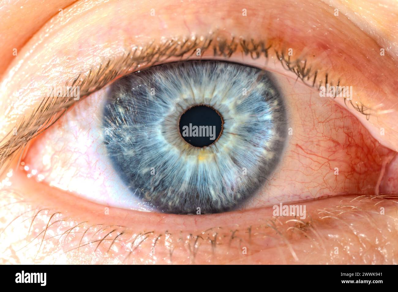 Description: Male Blue Colored Eye With Long Lashes Close Up ...