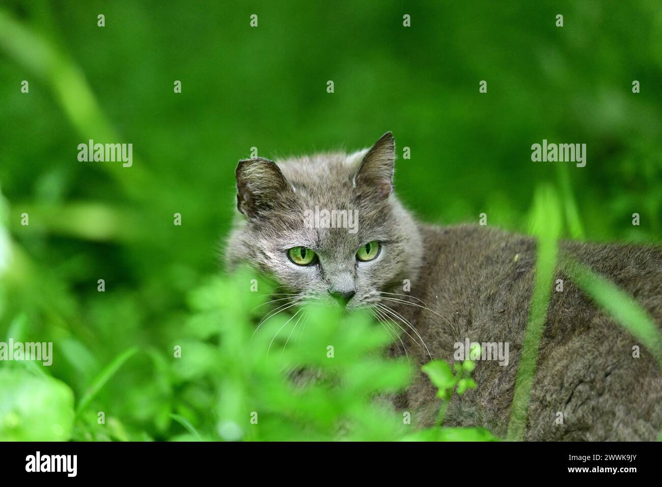 Cat in the Wild - Feral Cat Stock Photo - Alamy