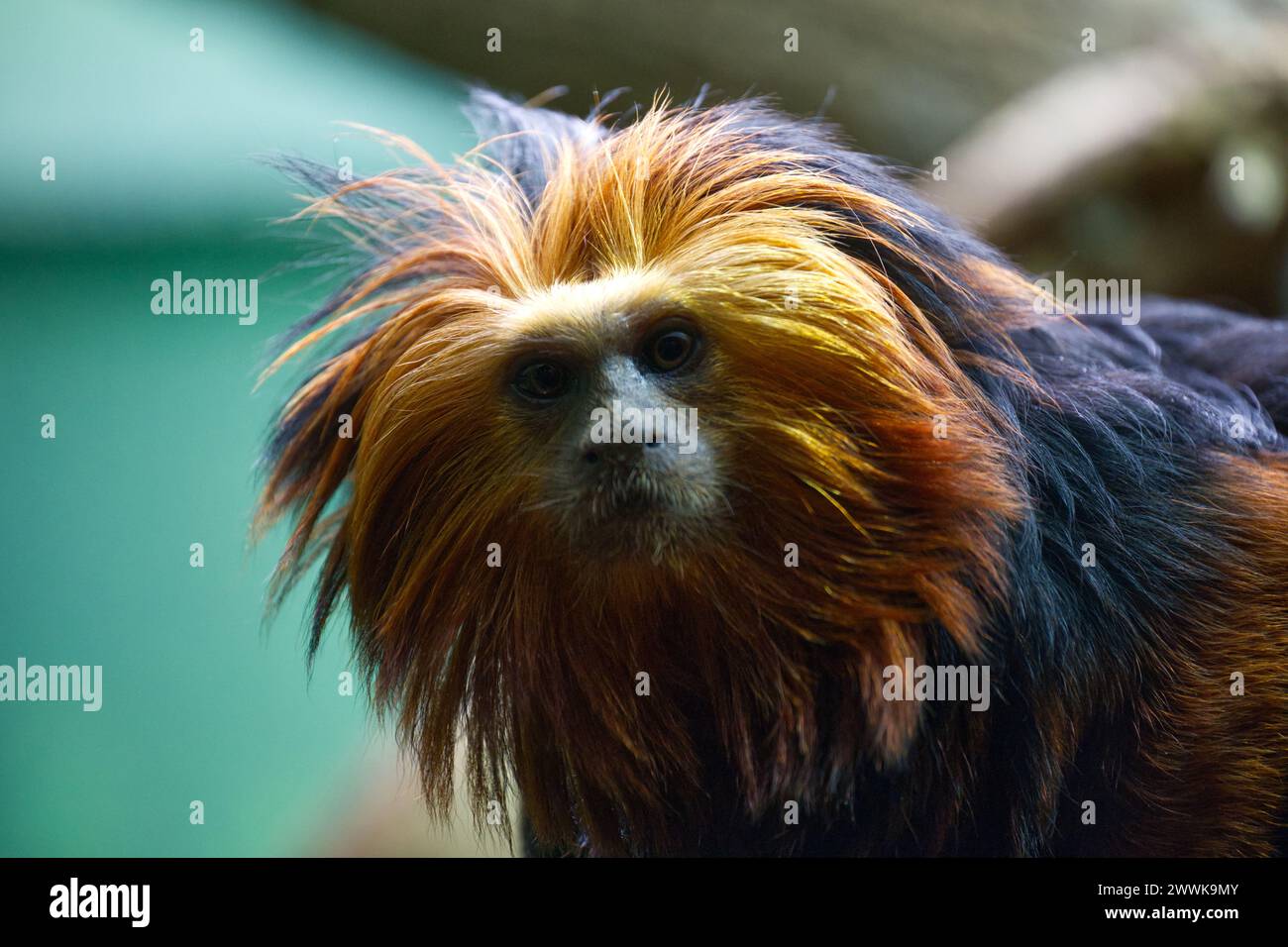 An adult Golden-headed lion tamarin monkey Stock Photo - Alamy