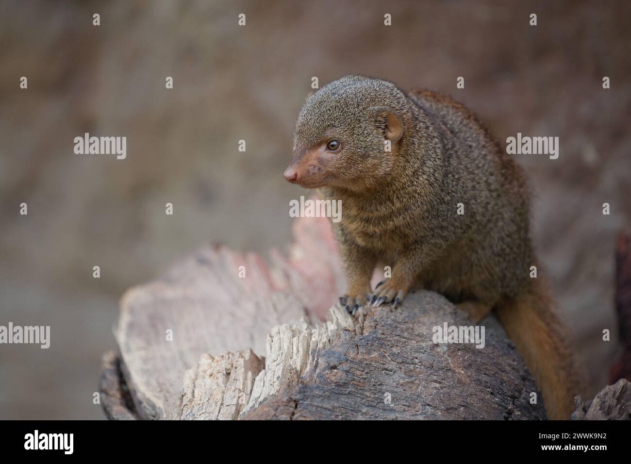 A Common dwarf mongoose standing guard on a tree stump Stock Photo - Alamy