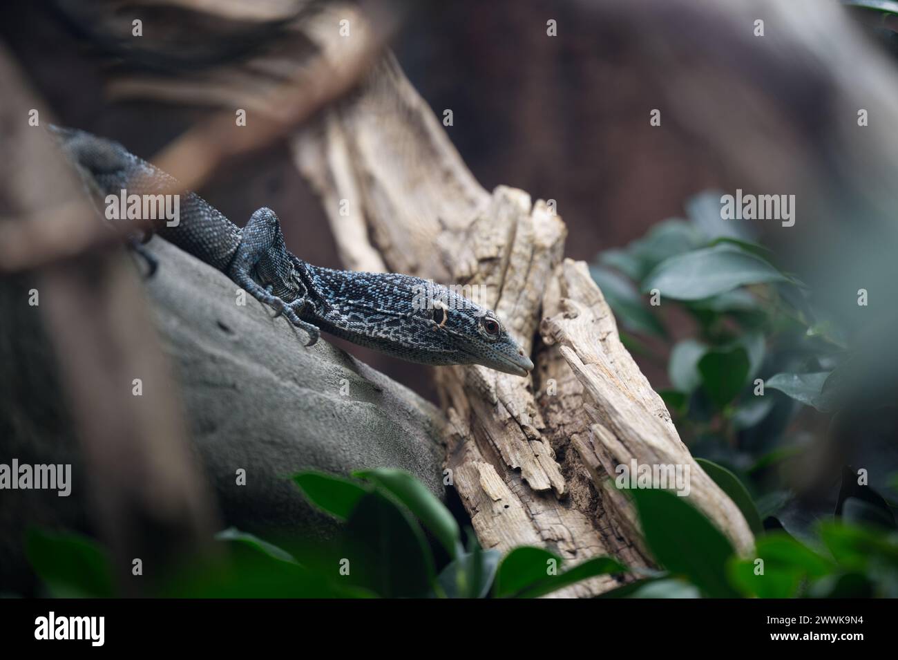 A blue tree monitor lizard Stock Photo - Alamy