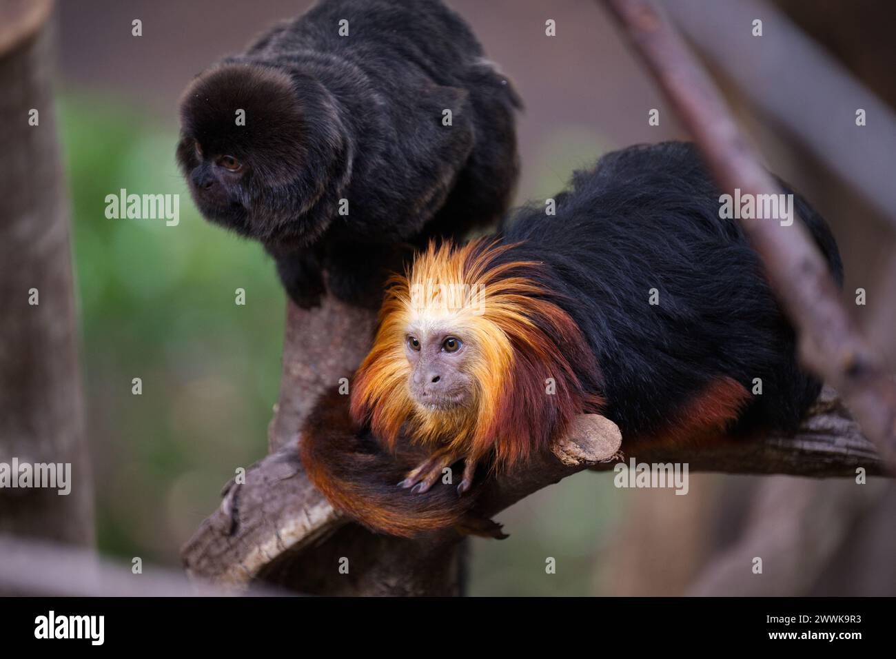 Lion tamarin london zoo hi-res stock photography and images - Alamy