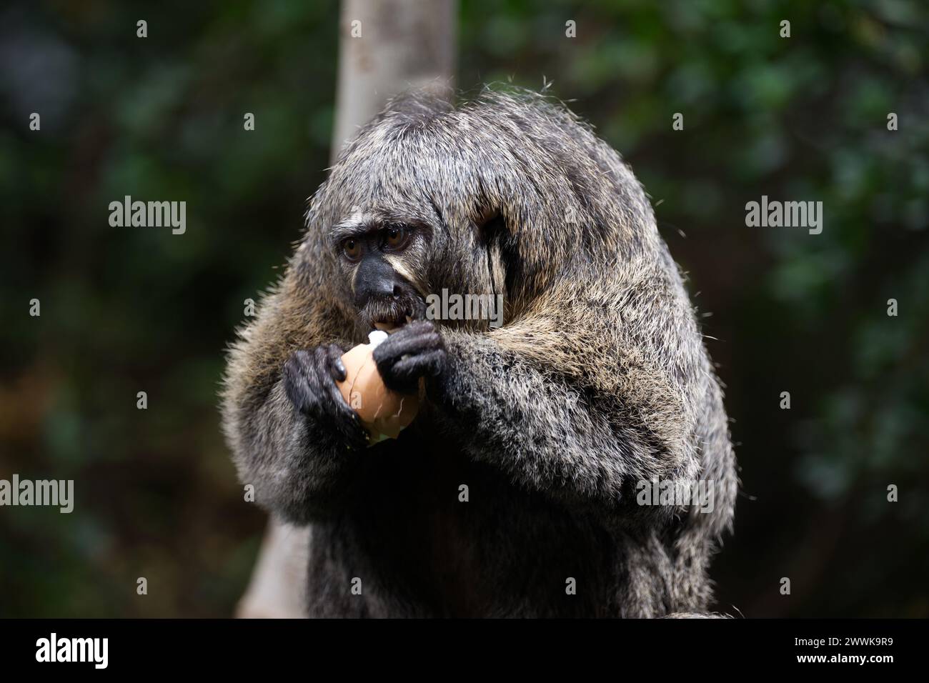 A female White-faced saki monkey eating a boiled egg Stock Photo - Alamy