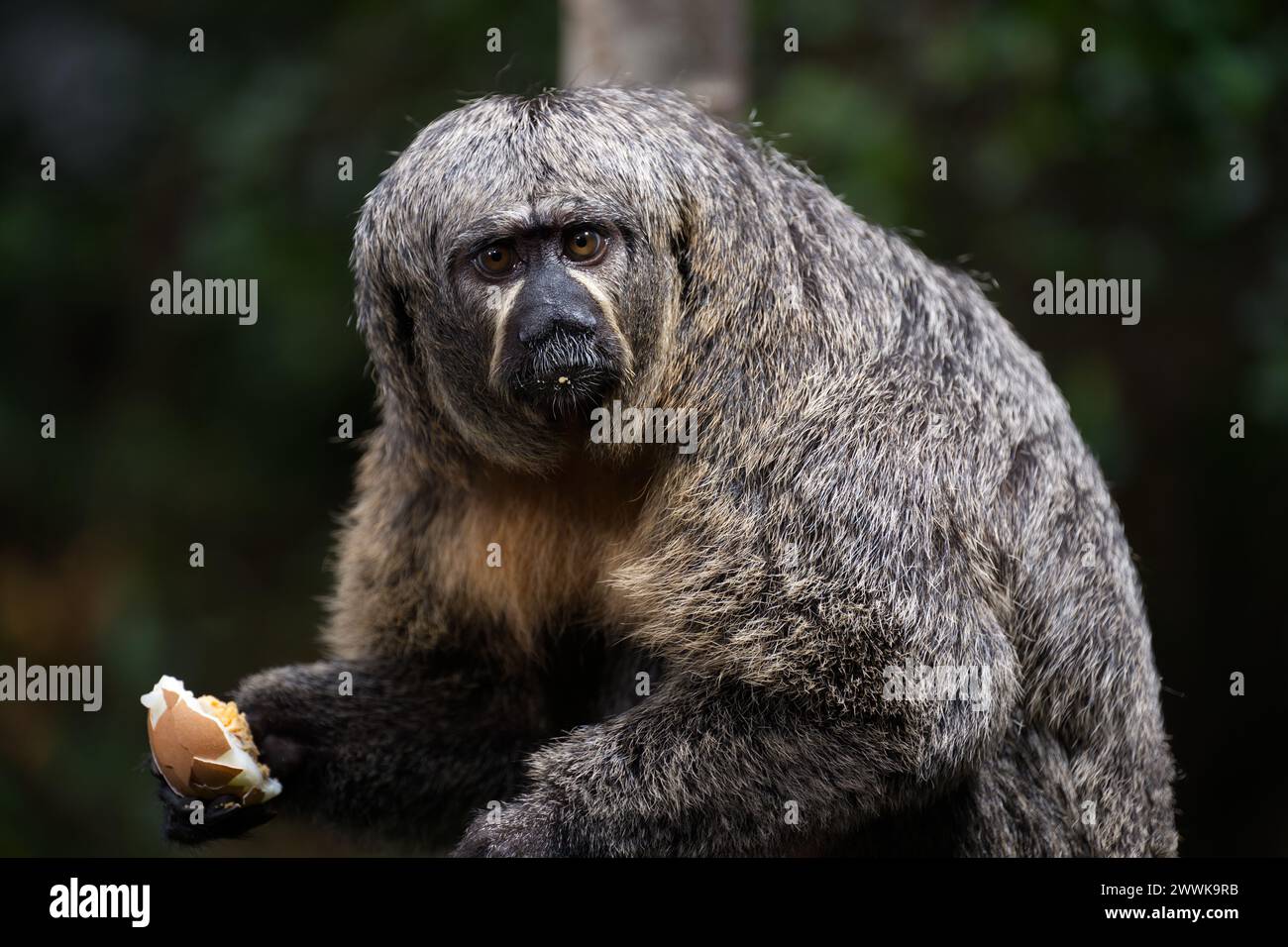 A female White-faced saki monkey eating a boiled egg Stock Photo - Alamy