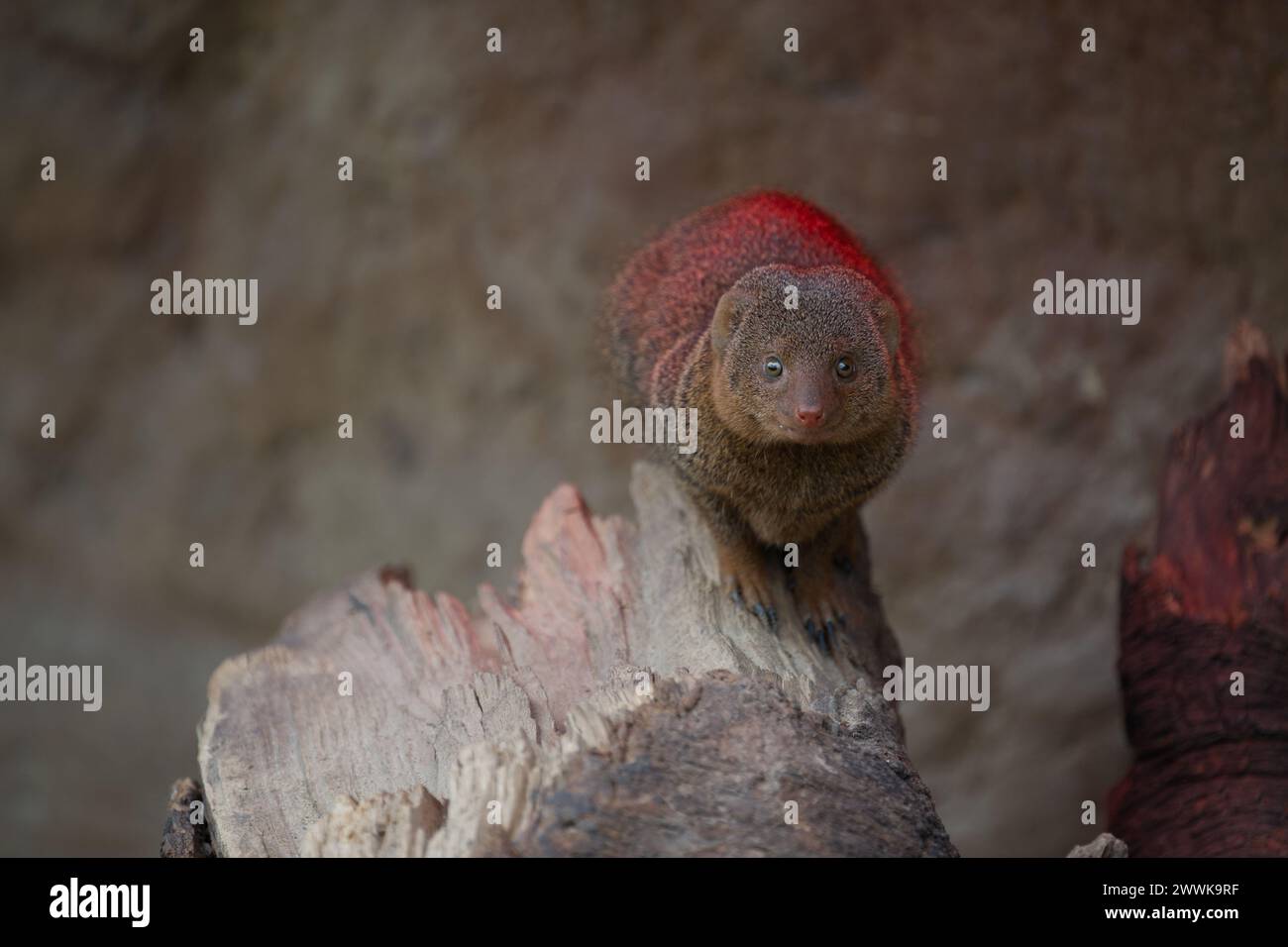 Dwarf mongoose standing on hi-res stock photography and images - Alamy