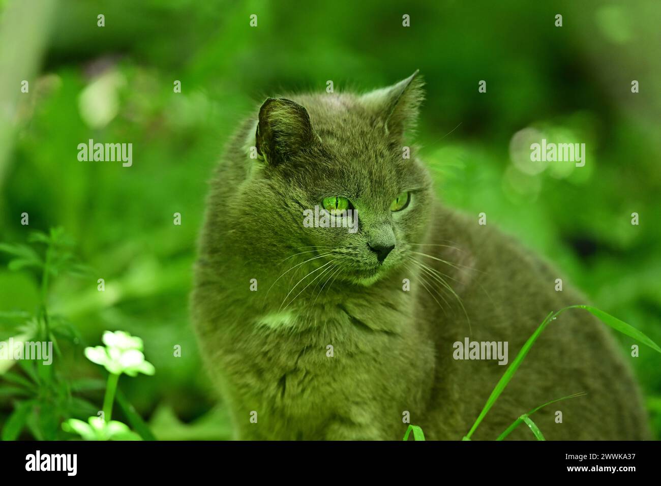 Cat in the Wild - Feral Cat Stock Photo - Alamy