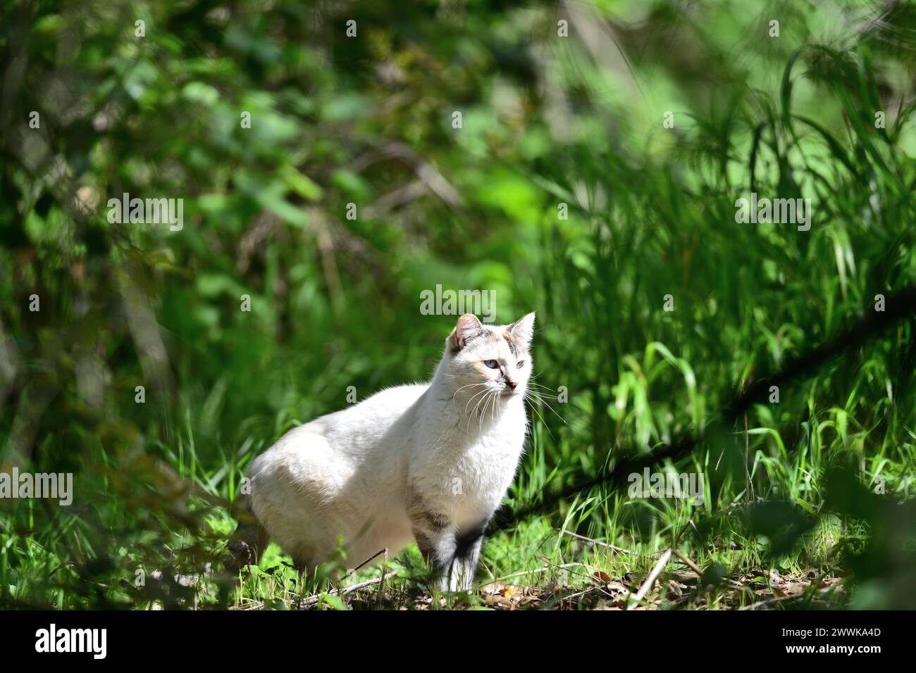 Cat in the Wild - Feral Cat Stock Photo - Alamy
