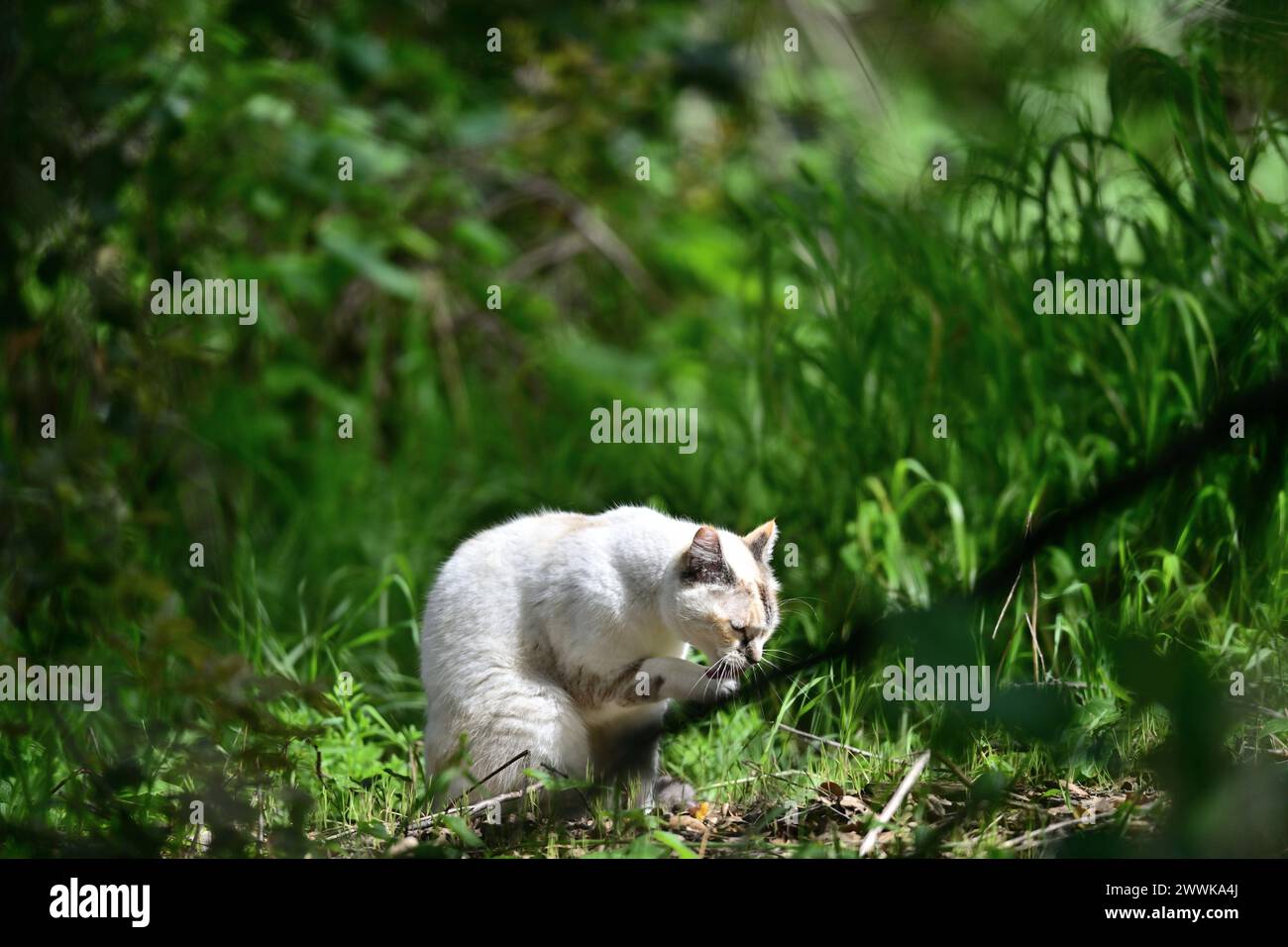 Cat in the Wild - Feral Cat Stock Photo - Alamy