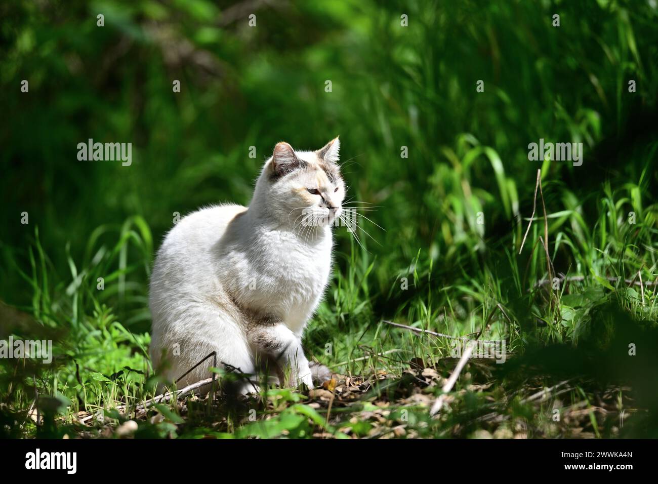 Cat in the Wild - Feral Cat Stock Photo - Alamy