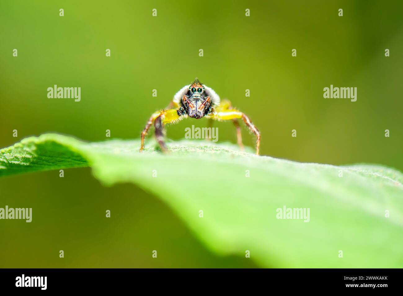 Mopsus mormon is an Australian spider species of the family Salticidae ...