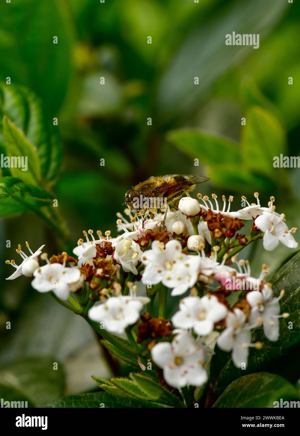 wild honey bee, Bee collecting pollen on white flowers in spring Stock ...