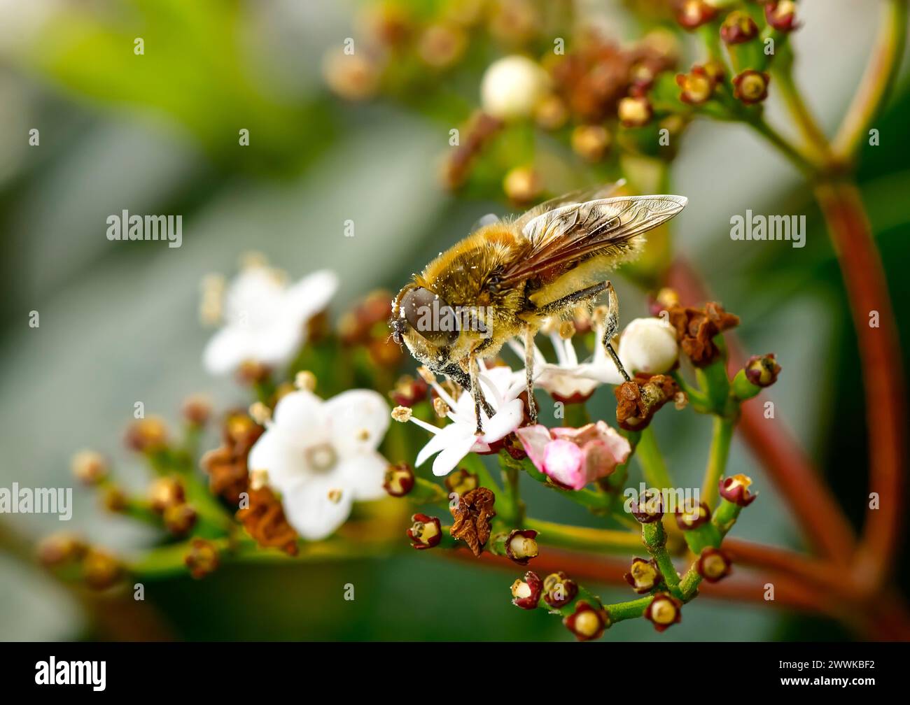 wild honey bee, Bee collecting pollen on white flowers in spring Stock ...