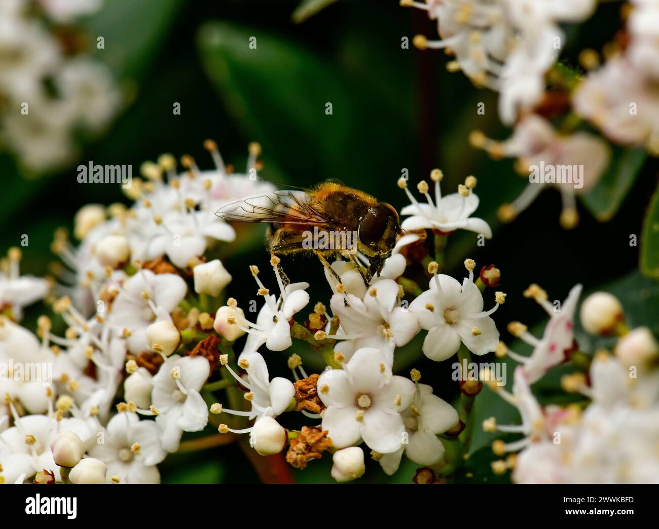 wild honey bee, Bee collecting pollen on white flowers in spring Stock ...