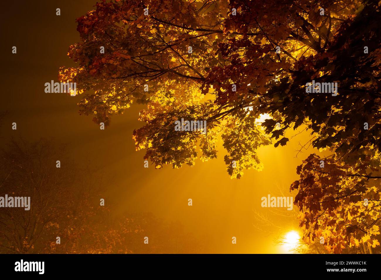Lamp through leaves hi-res stock photography and images - Alamy