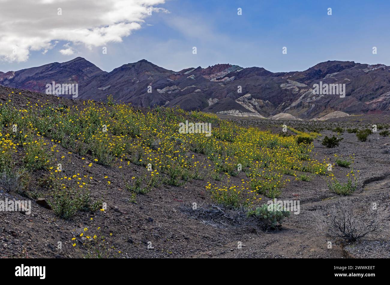 A hillside of Desert Gold (Geraea canescens) wildflowers along ...