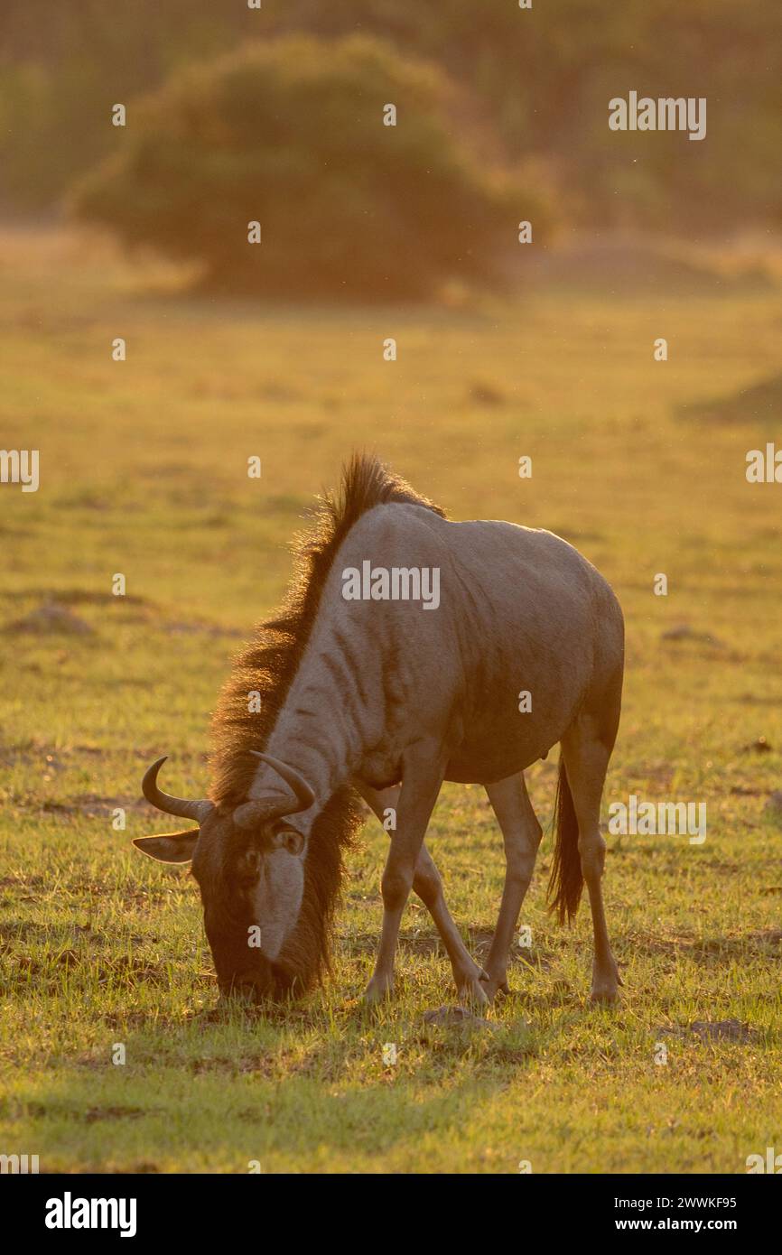 Golden wildebeest hi-res stock photography and images - Alamy