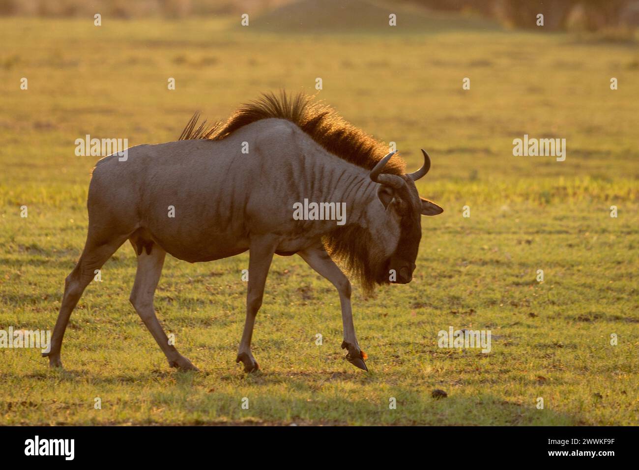 Golden wildebeest hi-res stock photography and images - Alamy