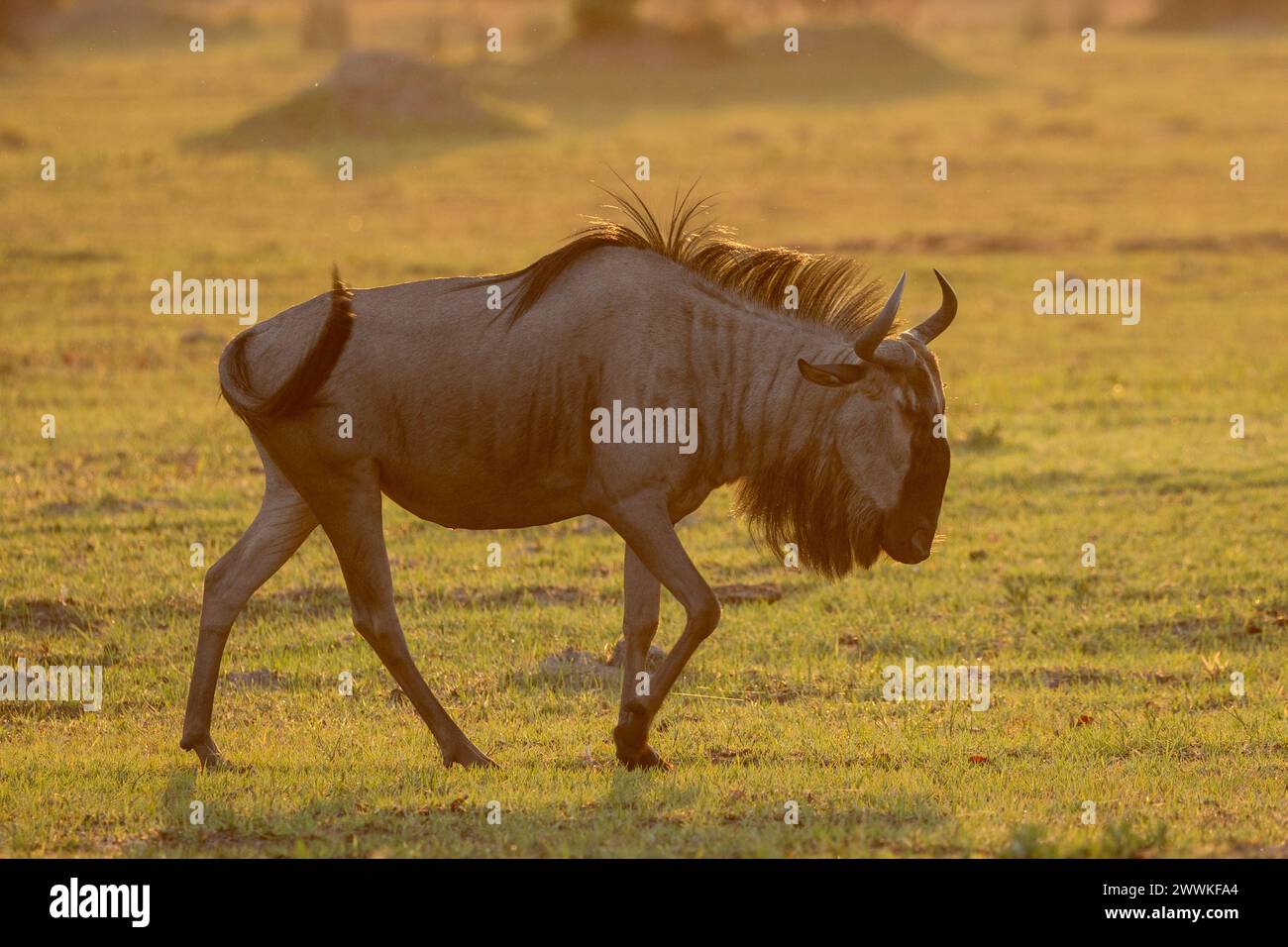 Golden wildebeest hi-res stock photography and images - Alamy
