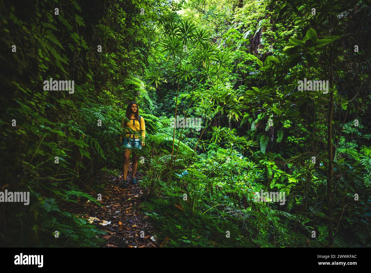 Description: Backpacker woman walks through Madeiran rainforest on ...