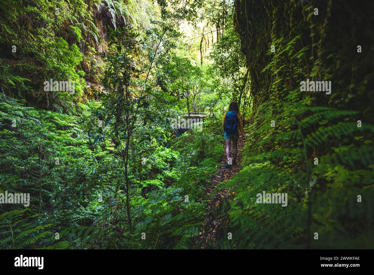 Description: Tourist woman walks through Madeiran rainforest on ...