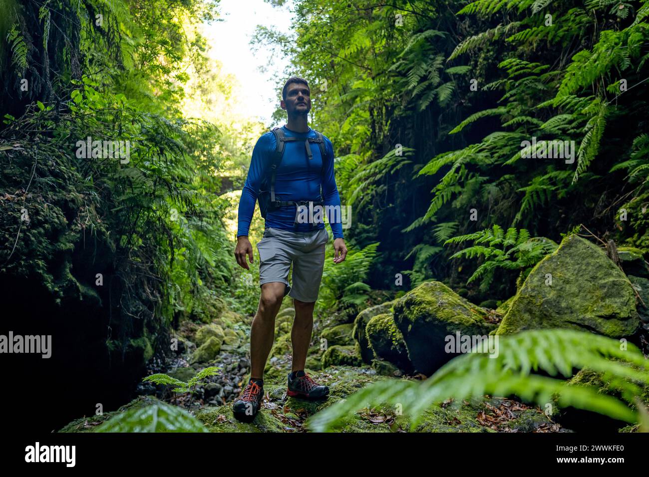 Description: Atlhletic tourist man walking on a fern covered gorge with ...