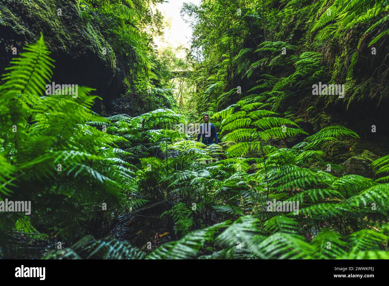 Description: Atlhletic tourist man walking on a fern covered gorge with ...