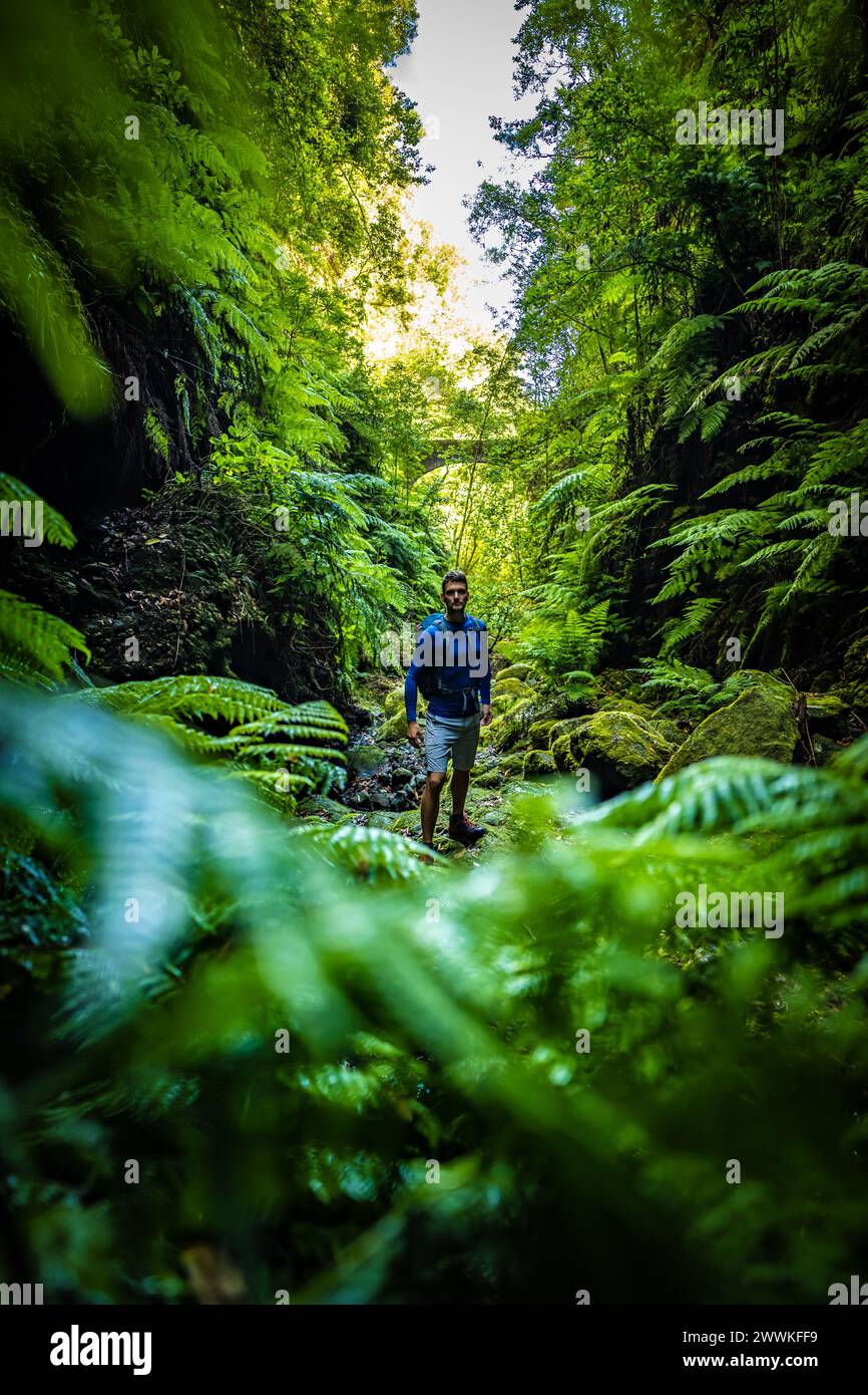 Description: Atlhletic tourist man walking on a fern covered gorge with ...