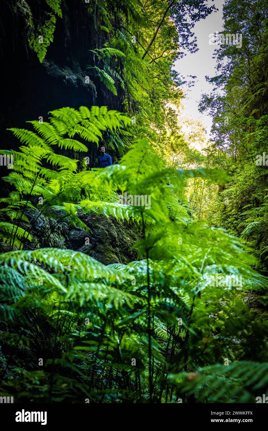 Description: Atlhletic tourist man walking on a fern covered gorge with ...
