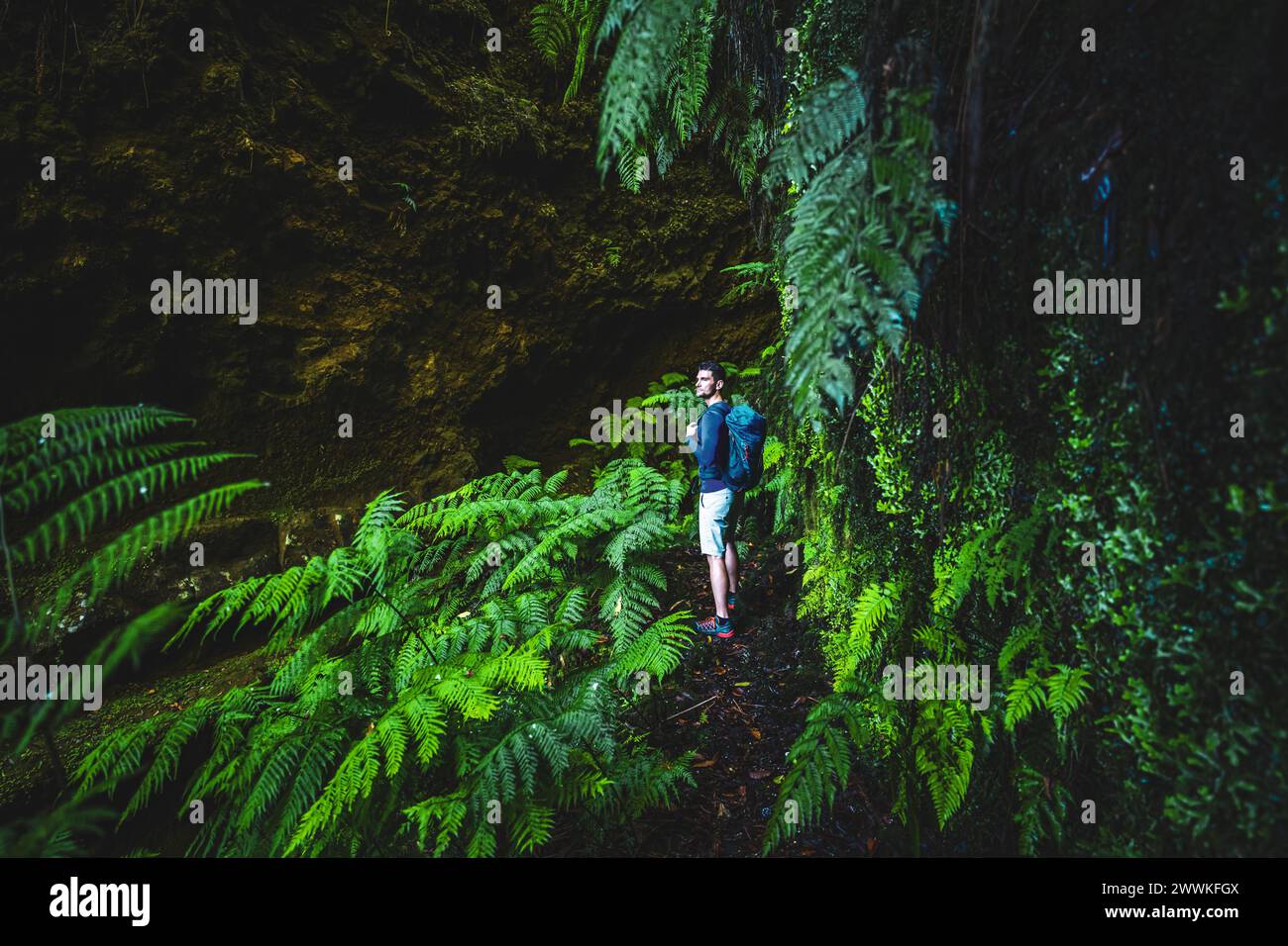 Description: Atlhletic tourist man walking on a fern covered gorge with ...