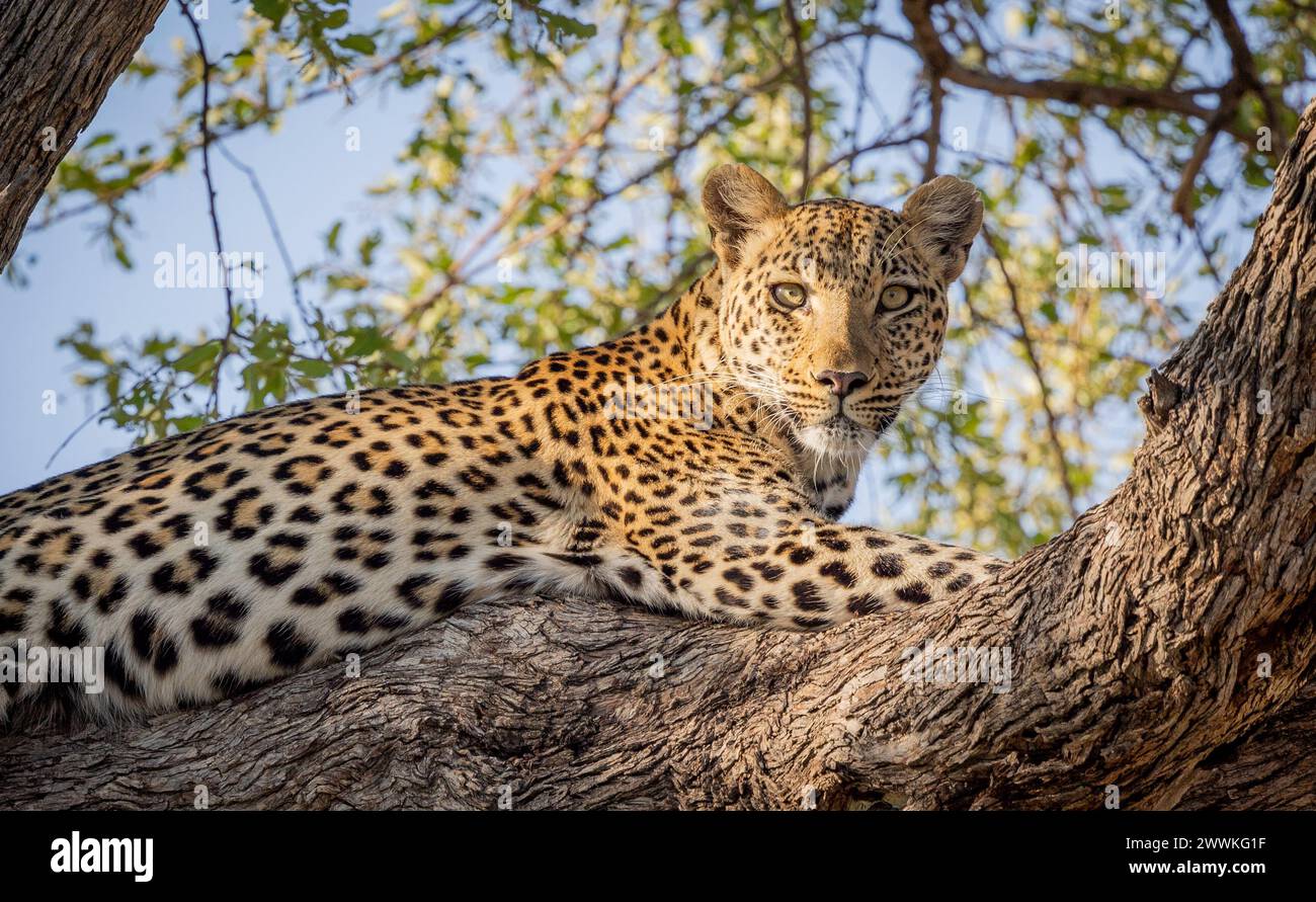 Leopard sitting in a tree in Botswana, Africa Stock Photo - Alamy