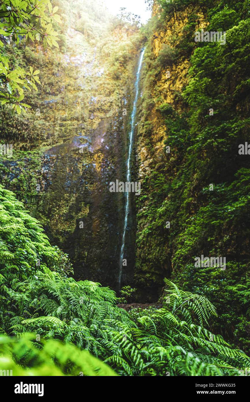 Description: Idyllic fern overgrown waterfall in the Madeiran ...
