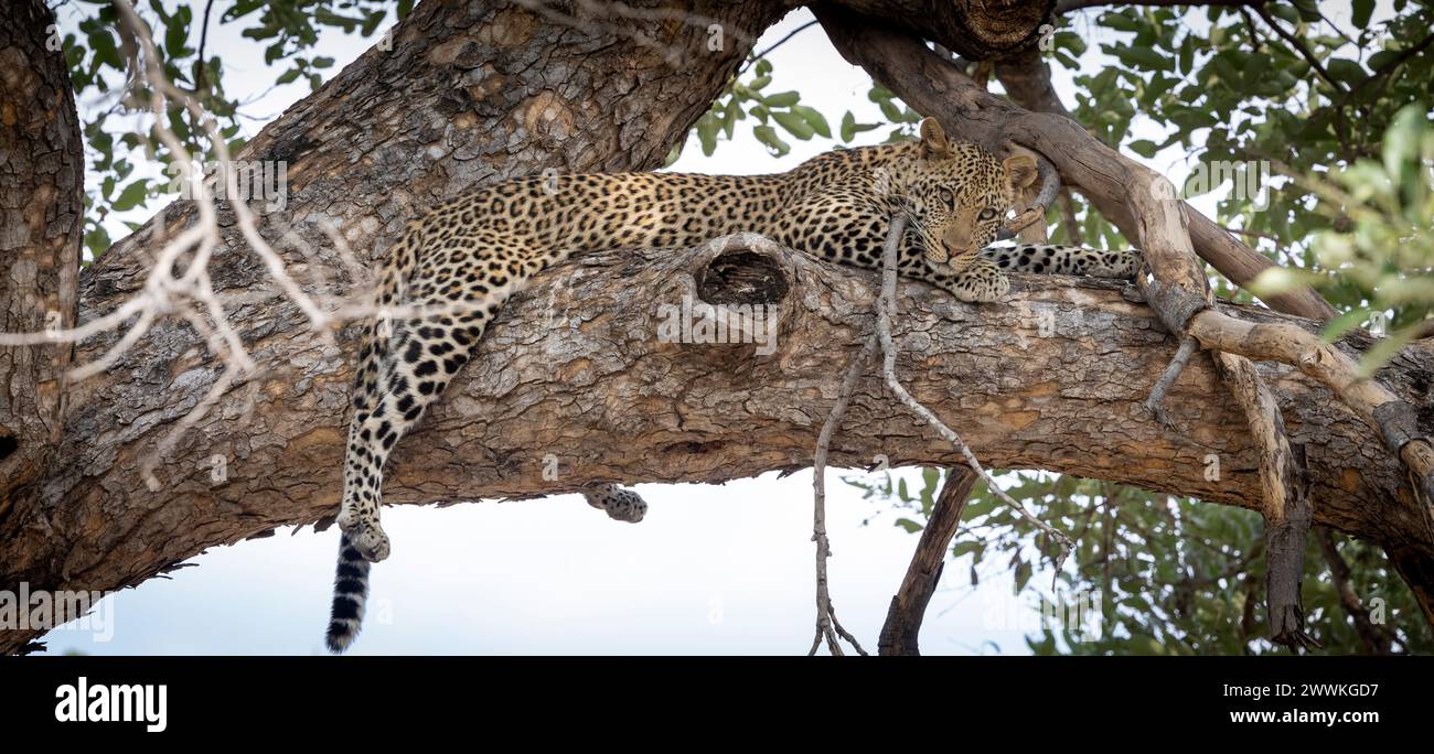 Leopard sitting in a tree in Botswana, Africa Stock Photo - Alamy