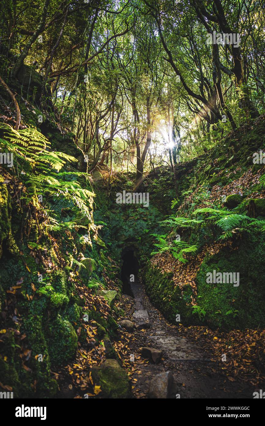 Description: Tunnel entrance along an overgrown jungle trail next to a ...