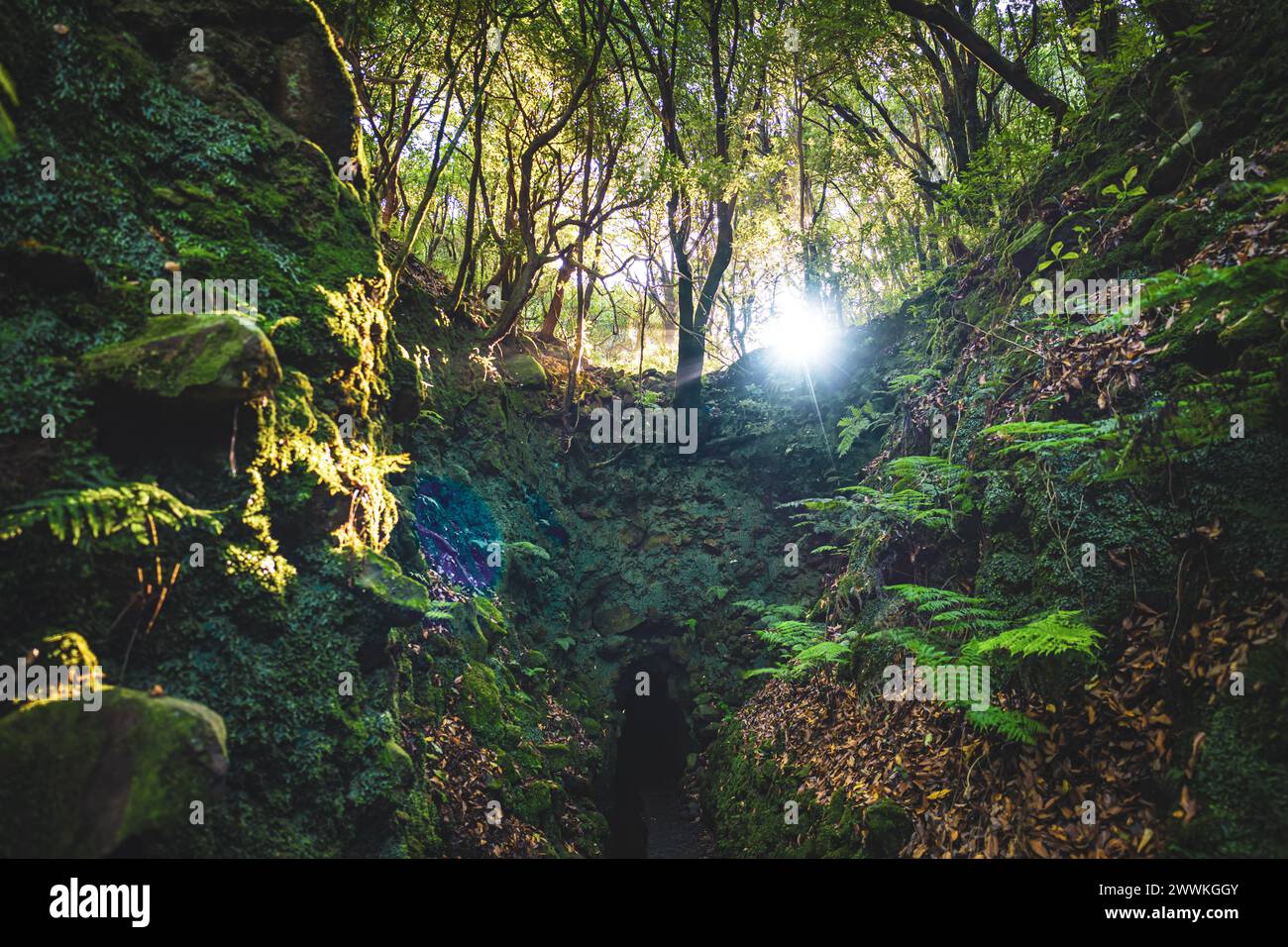 Description: Tunnel entrance along an overgrown jungle trail next to a ...
