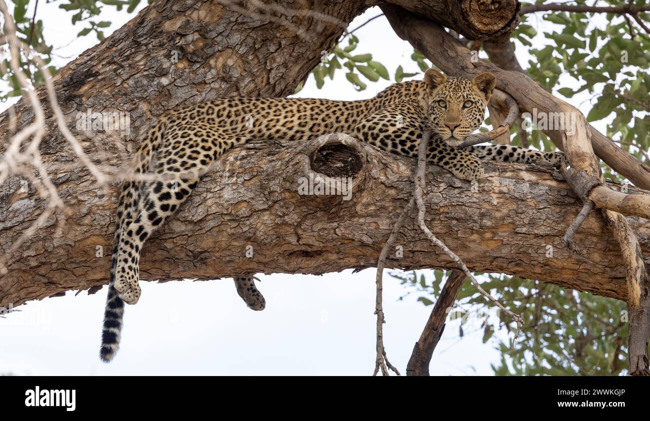 Leopard sitting in a tree in Botswana, Africa Stock Photo - Alamy