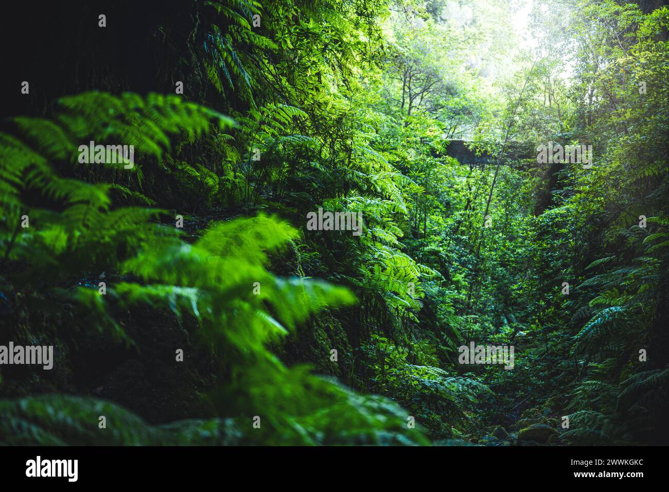 Description: Old overgrown jungle bridge in a gorge somewhere in ...