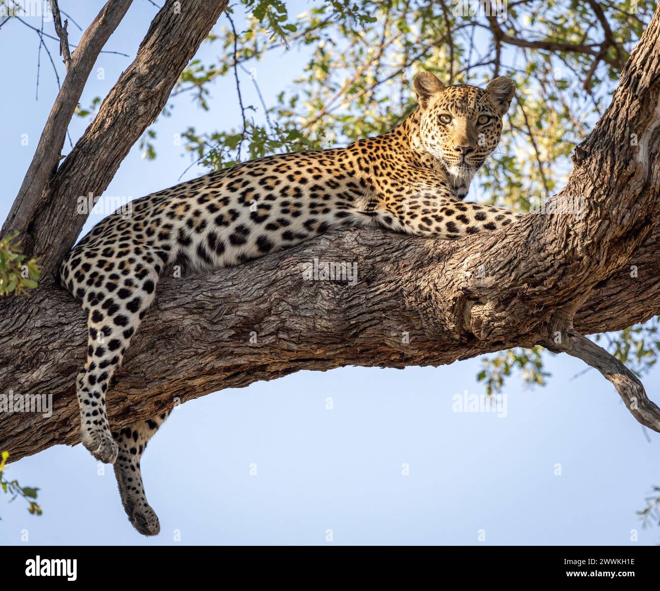 Leopard sitting in a tree hi-res stock photography and images - Alamy