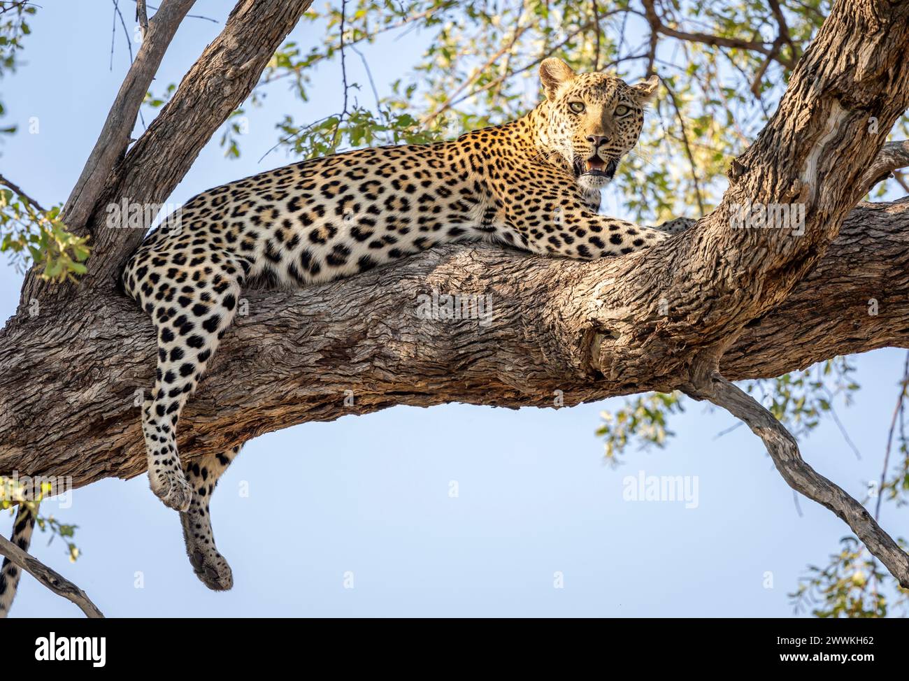 Leopard sitting in a tree in Botswana, Africa Stock Photo - Alamy