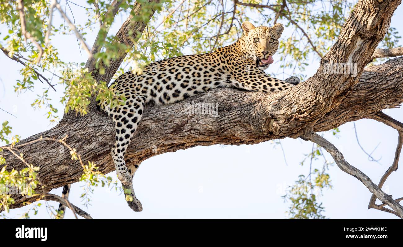 Leopard sitting in a tree in Botswana, Africa Stock Photo - Alamy